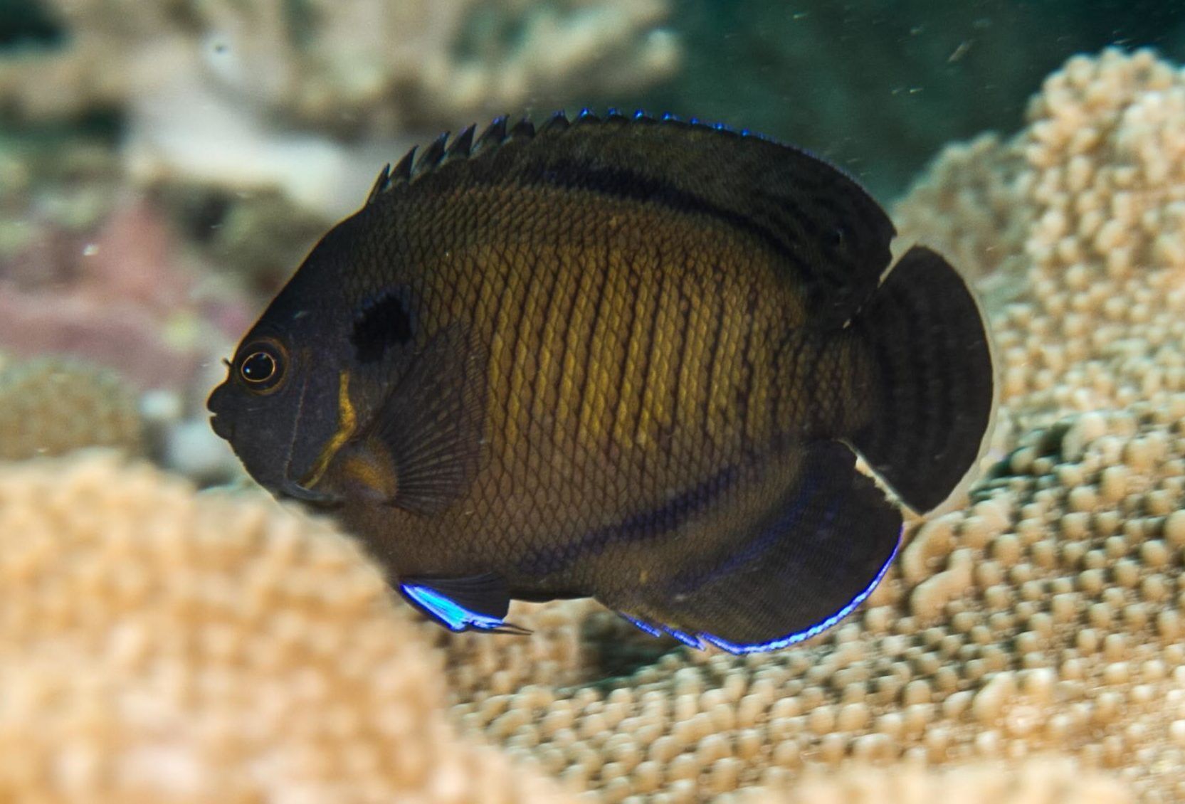 Dusky angelfish (Centropyge multispinis) - Fish Square
