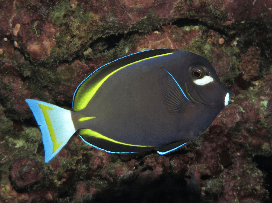 Whitecheek Tang (Acanthurus nigricans) - Fish Square