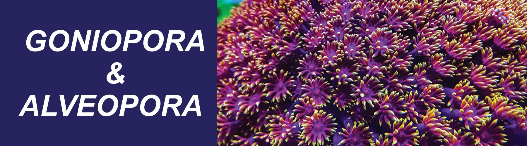 Goniopora & Alveopora - Fish Square