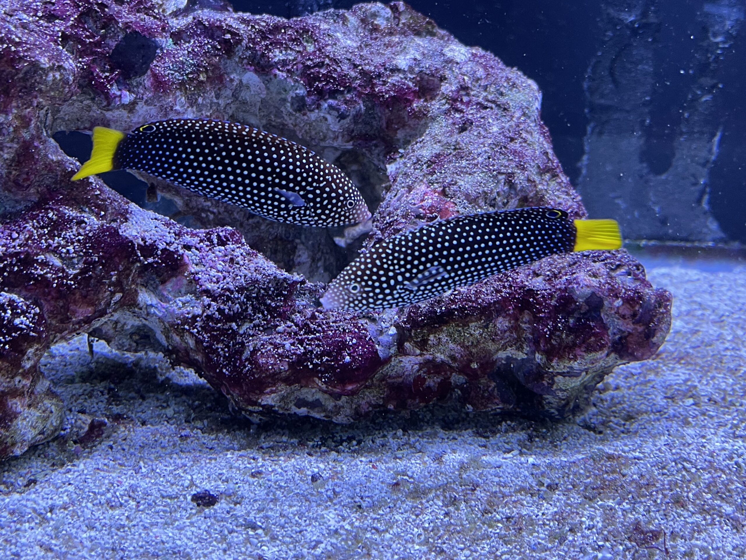 Yellowtail wrasse (Anampses meleagrides) - Fish Square