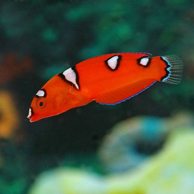 African coris (Coris gaimard) - Fish Square