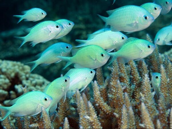 Blue/Green Chromis (Chromis viridis) - Fish Square